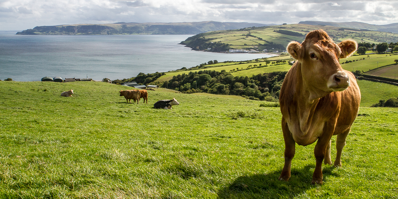 Agriculture in Ireland | EF Educational Tours