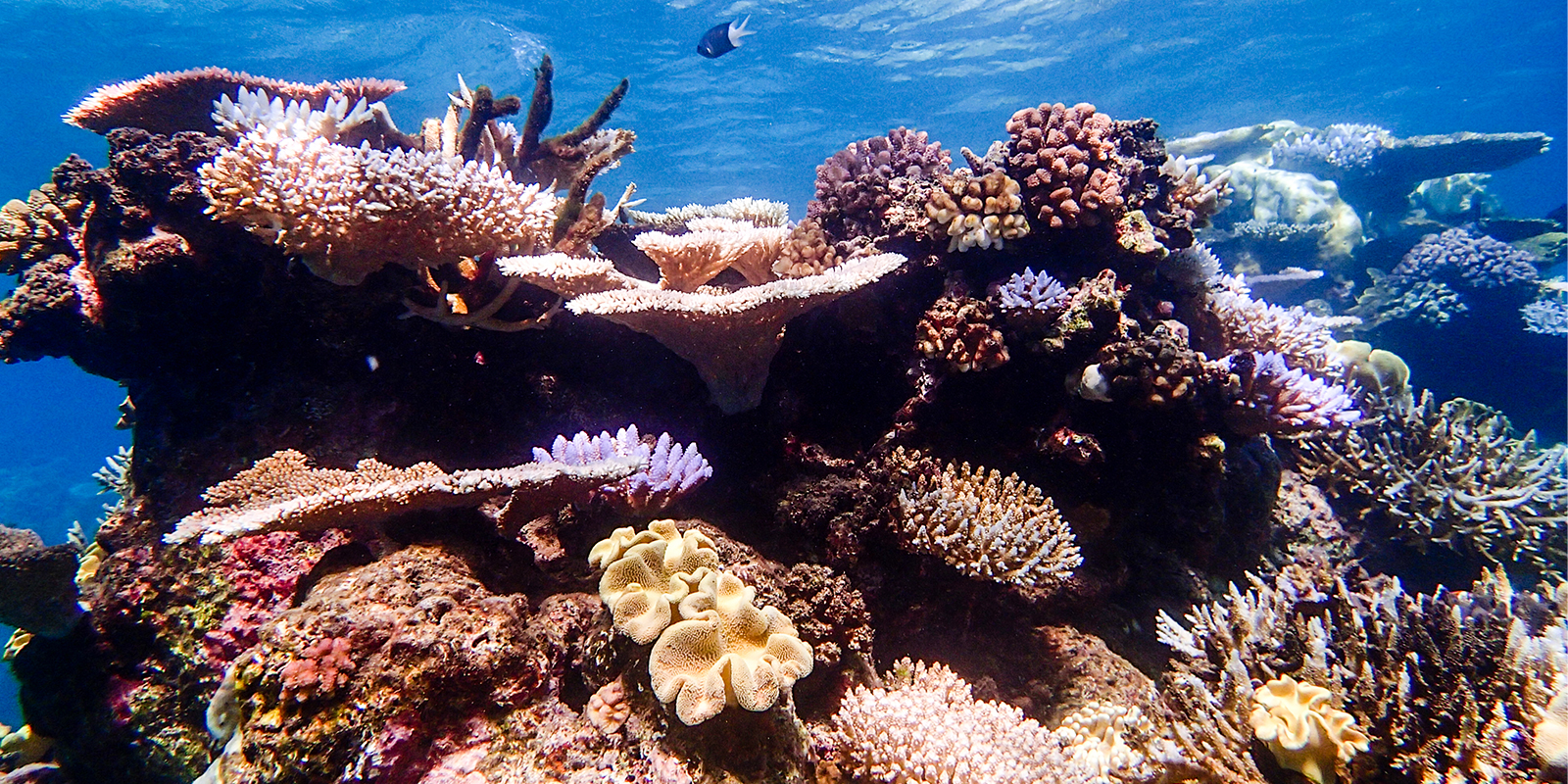 Reef Regeneration and Conservation Down Under | EF Educational Tours